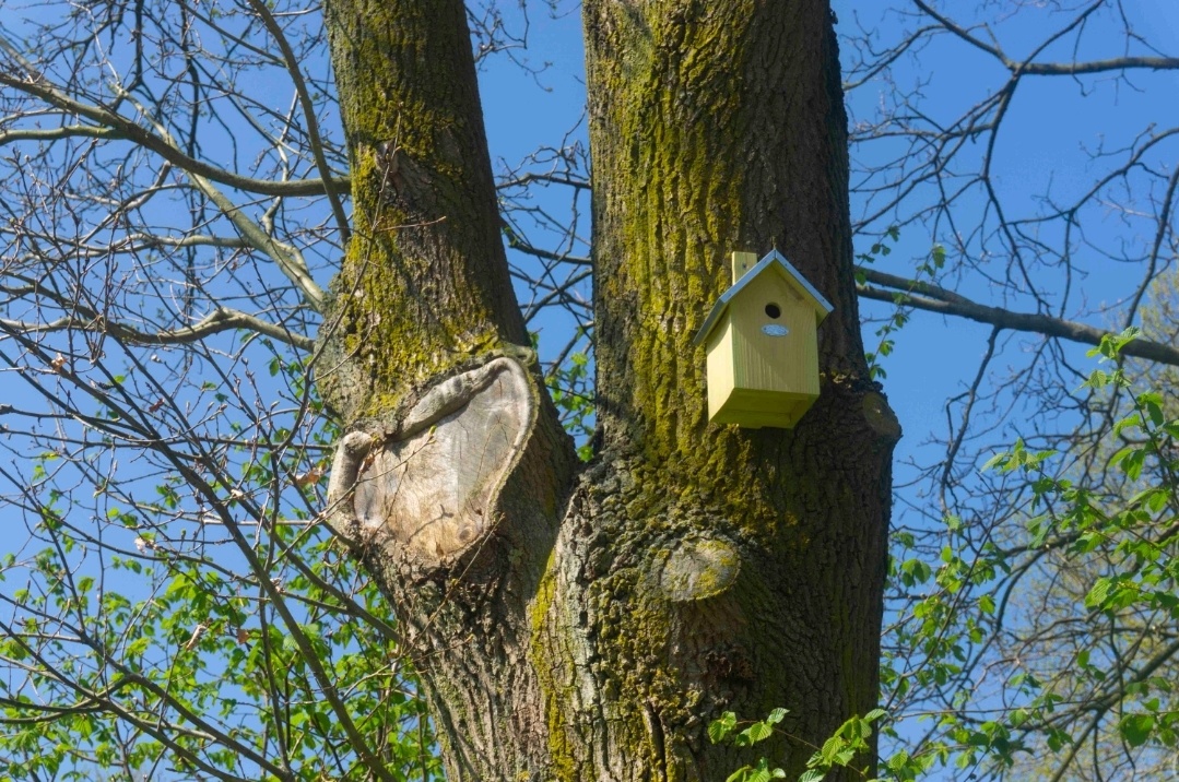Natuurlijke bestrijding processierups Leisurelands - Extra Nieuws