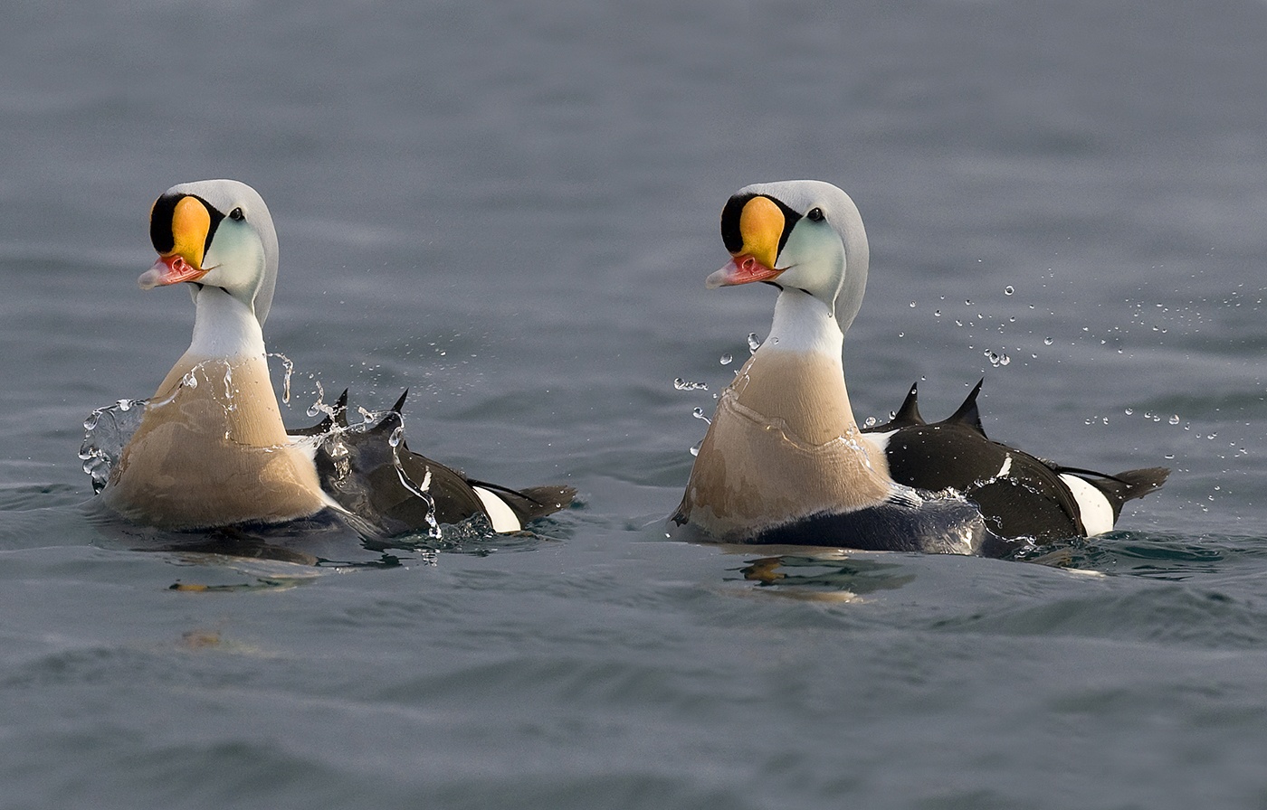 Lezing ‘Van Pool tot Pool’ - Extra Nieuws