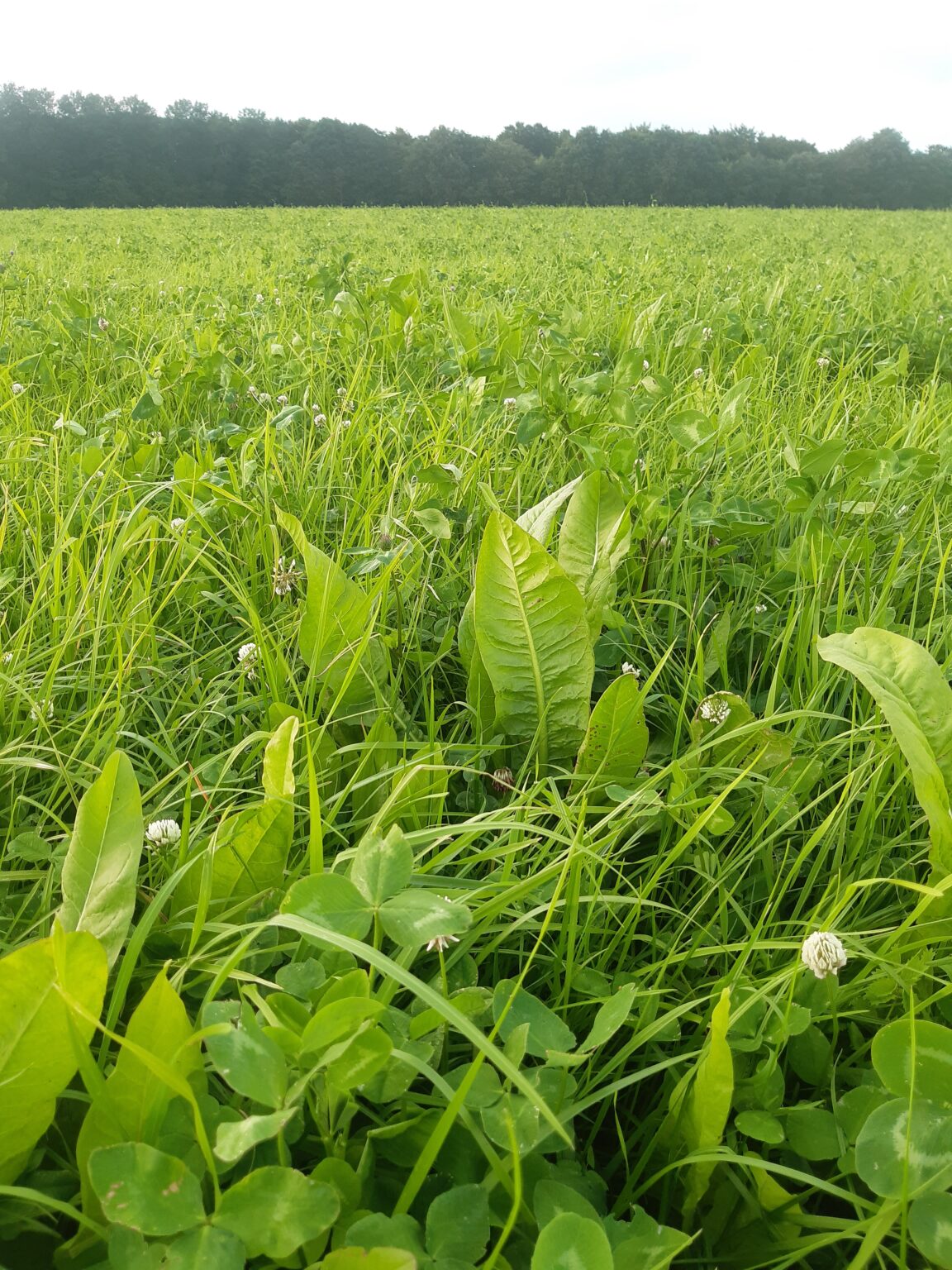 Lochemse melkveehouders kunnen experimenteren met kruidenrijk grasland ...